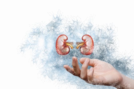 Meridián ledvin - Brána k naší životní esenci - Cestou přírody