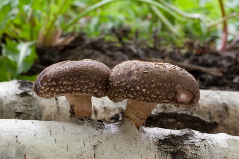 Shiitake neboli houževnatec jedlý: Zázračná houba z Asie - Cestou přírody